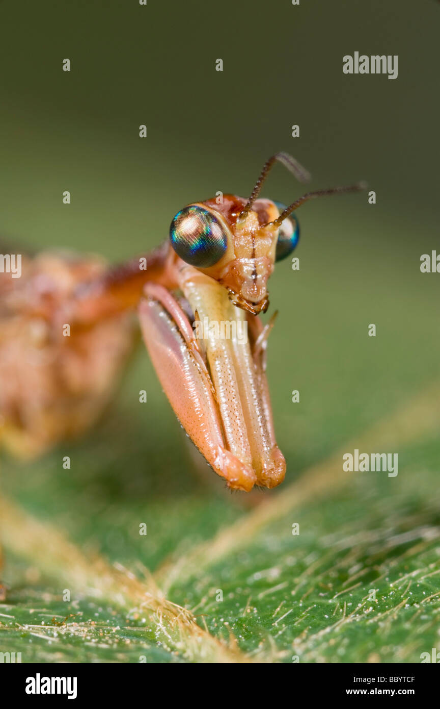 Australian mantis hi-res stock photography and images - Alamy