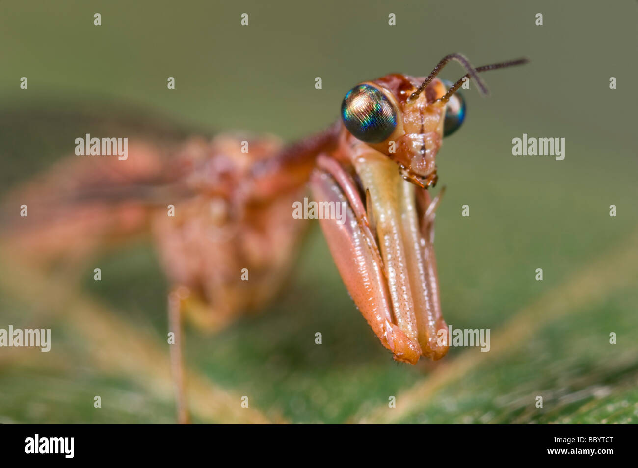 Australian mantis hi-res stock photography and images - Alamy