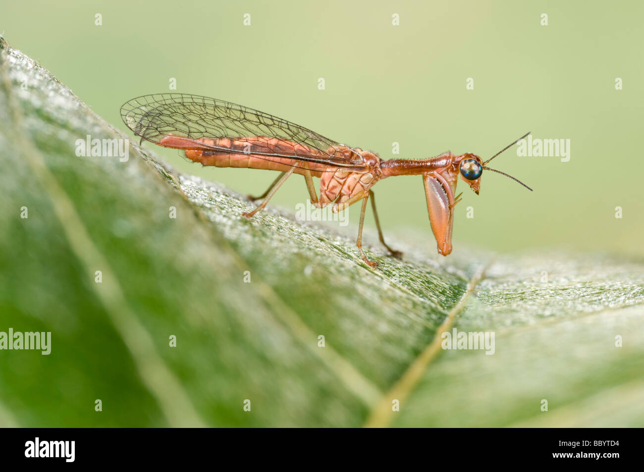 Australian predatory Mantis fly Stock Photo - Alamy