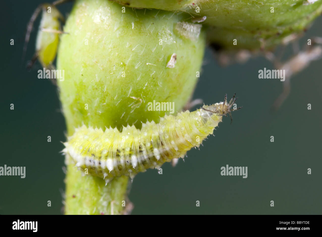 Hover fly larva eating an aphid Stock Photo - Alamy