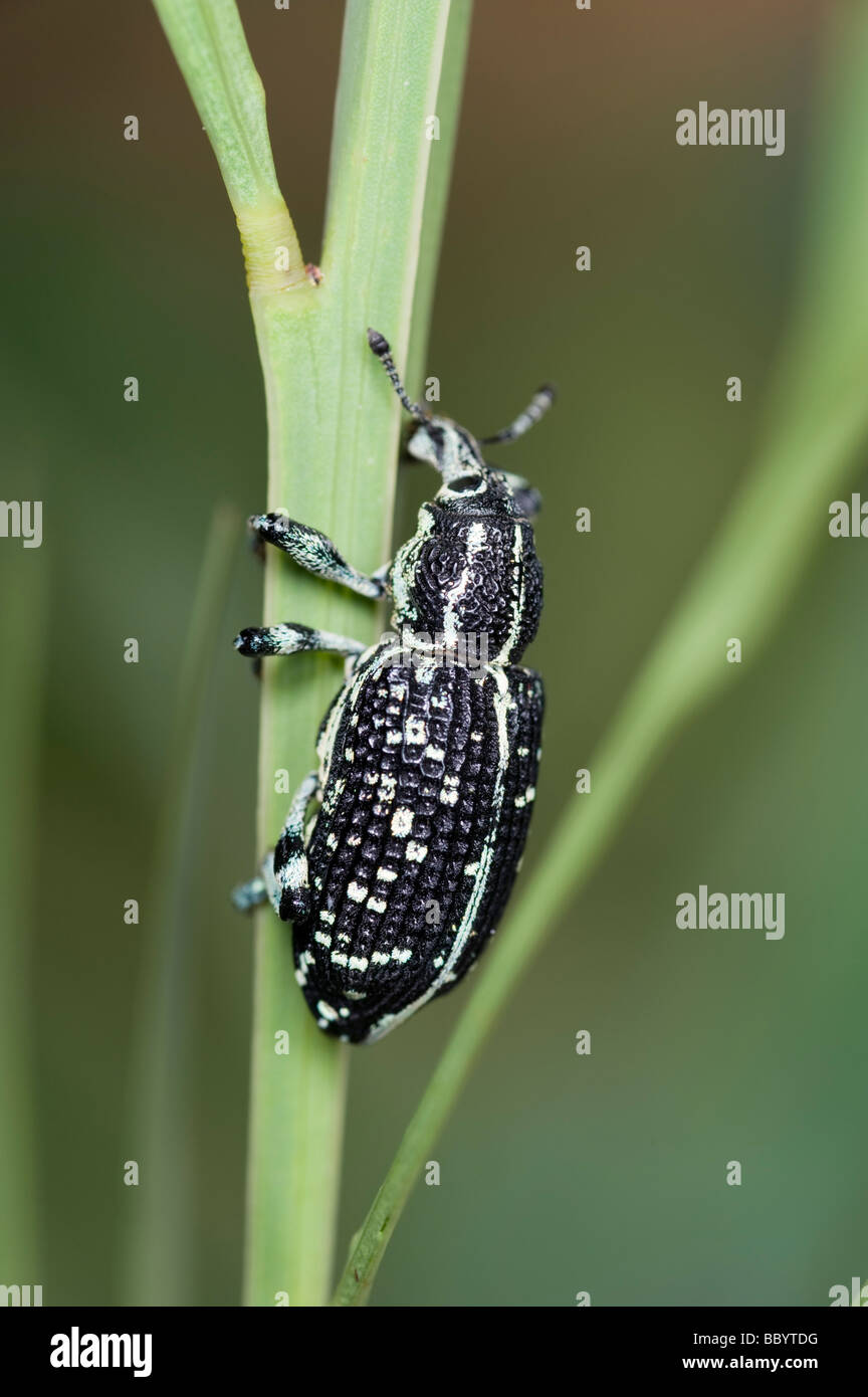 Botany Bay Weevil from Australia, first described by Sir Joseph Banks ...