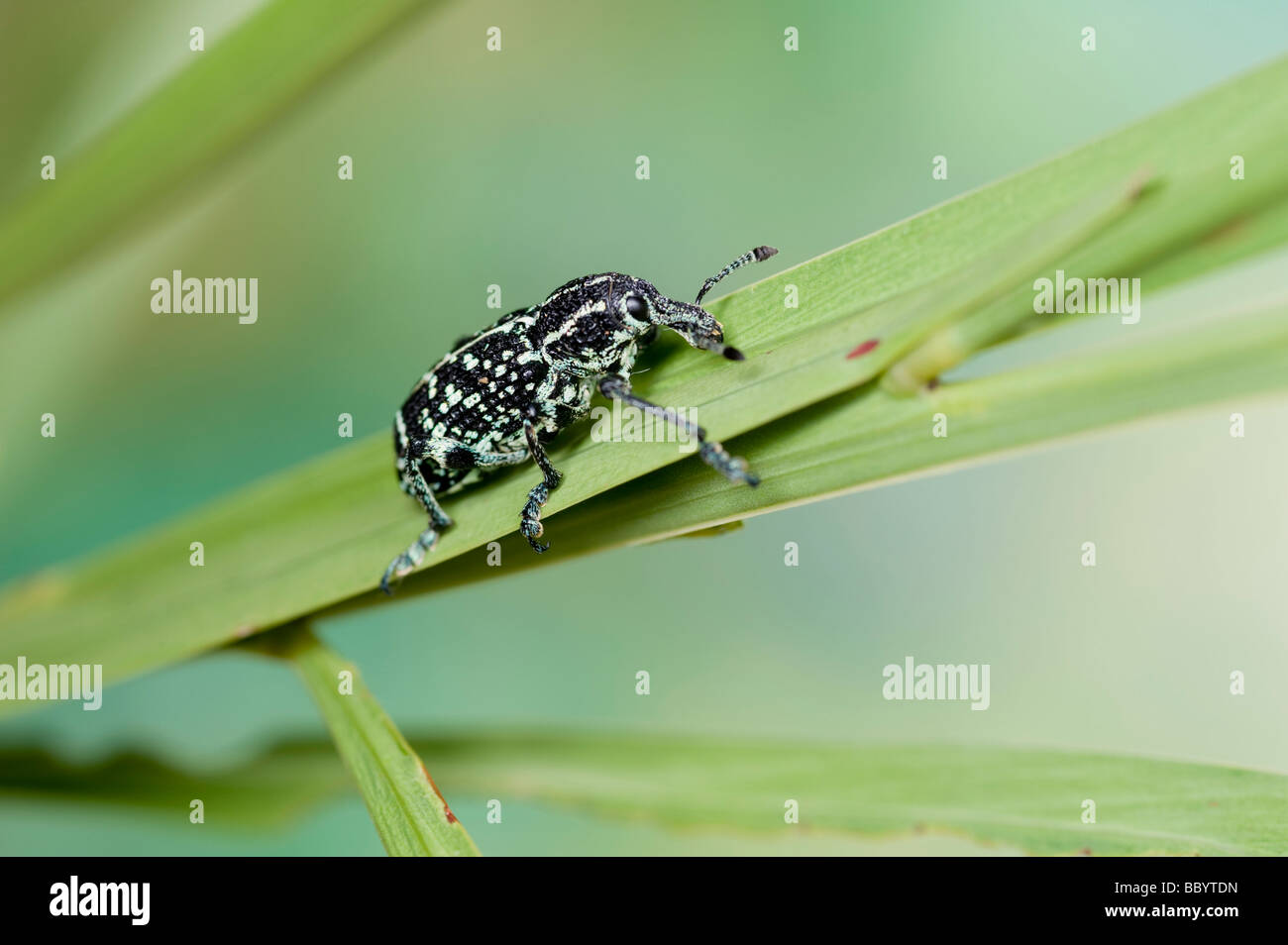 Botany Bay Weevil from Australia, first described by Sir Joseph Banks ...