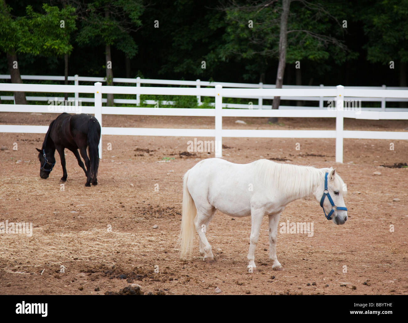 Two horses in a corral Stock Photo - Alamy