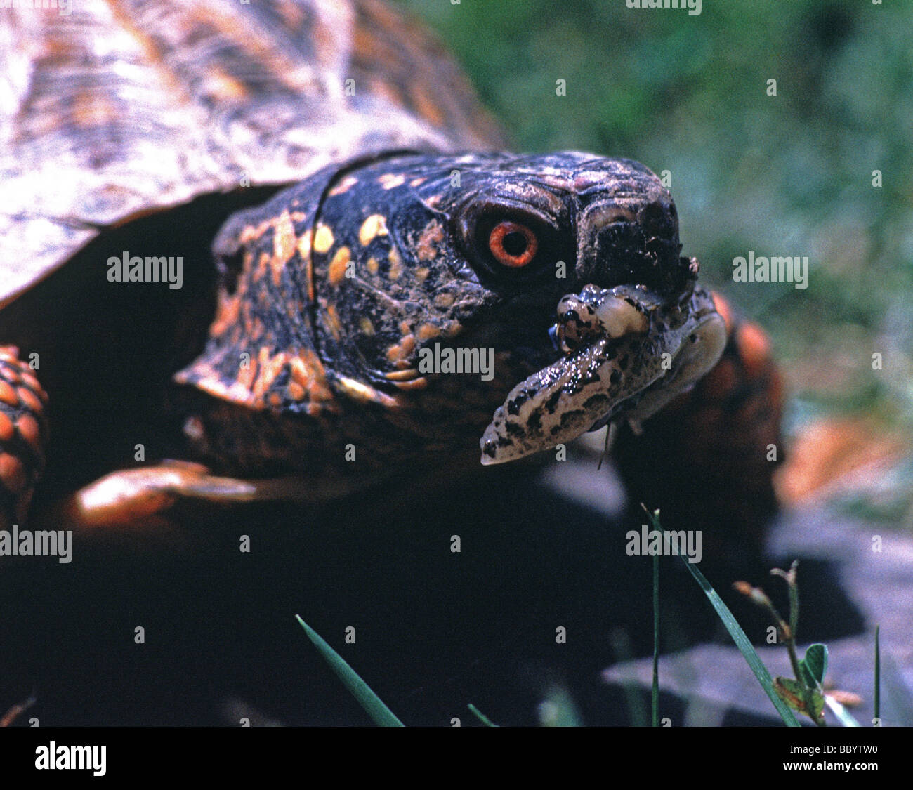 American box turtle hi-res stock photography and images - Alamy
