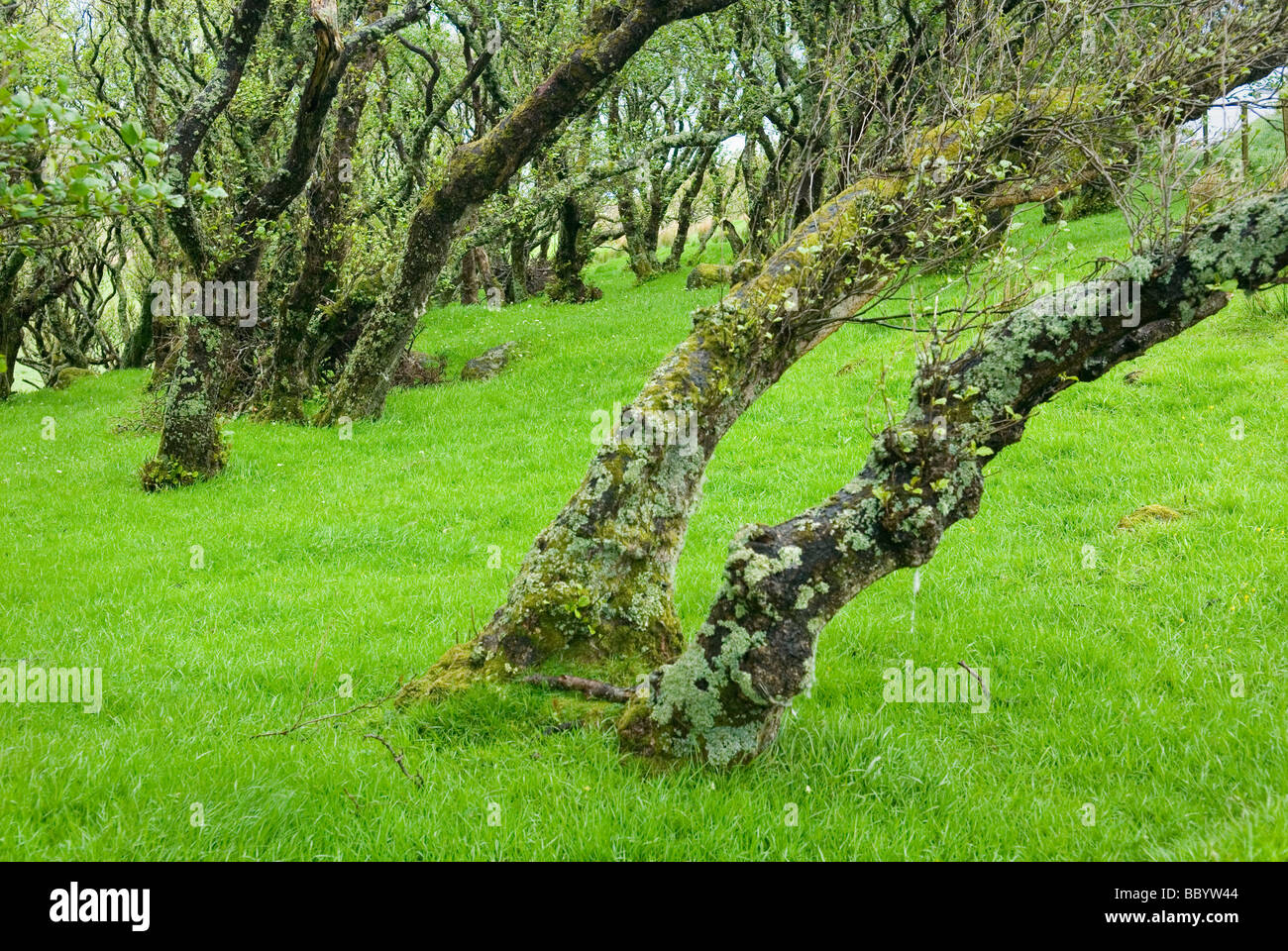 Birch forest on the Isle of Skye Scotland Stock Photo - Alamy