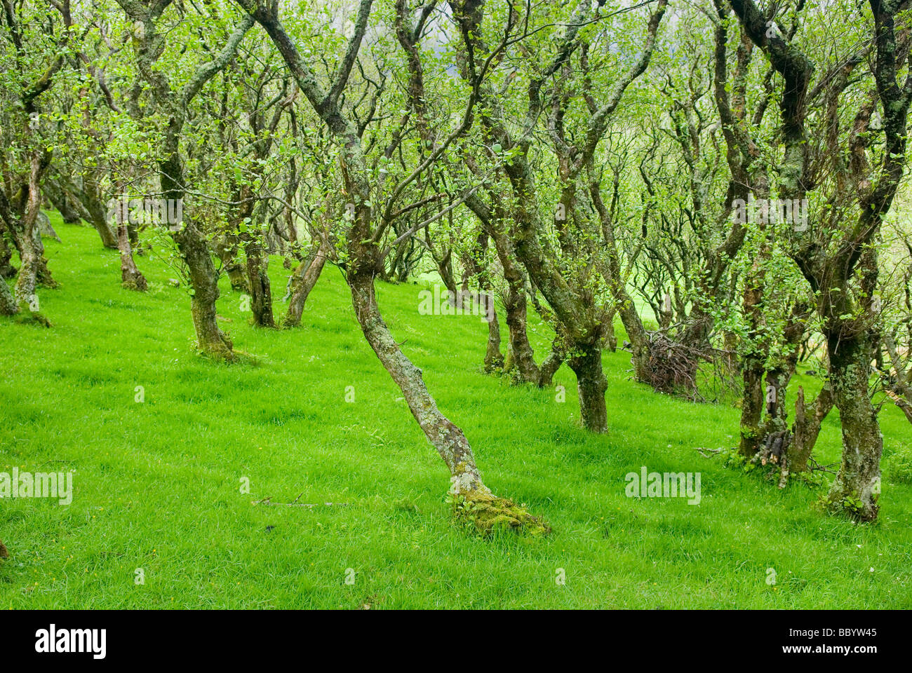 Birch forest on the Isle of Skye Scotland Stock Photo - Alamy