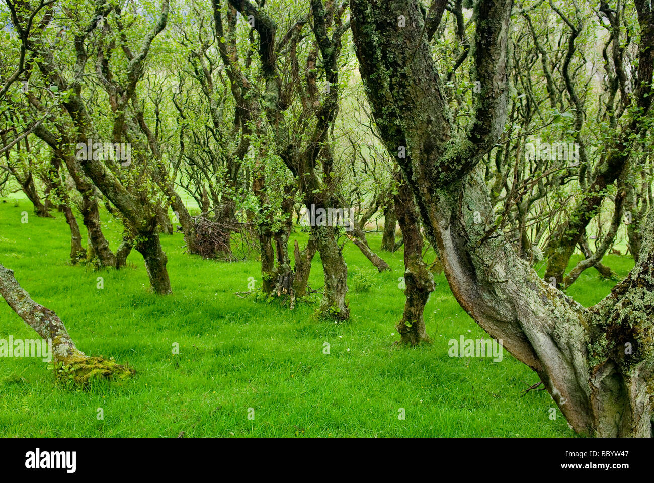 Birch forest on the Isle of Skye Scotland Stock Photo - Alamy