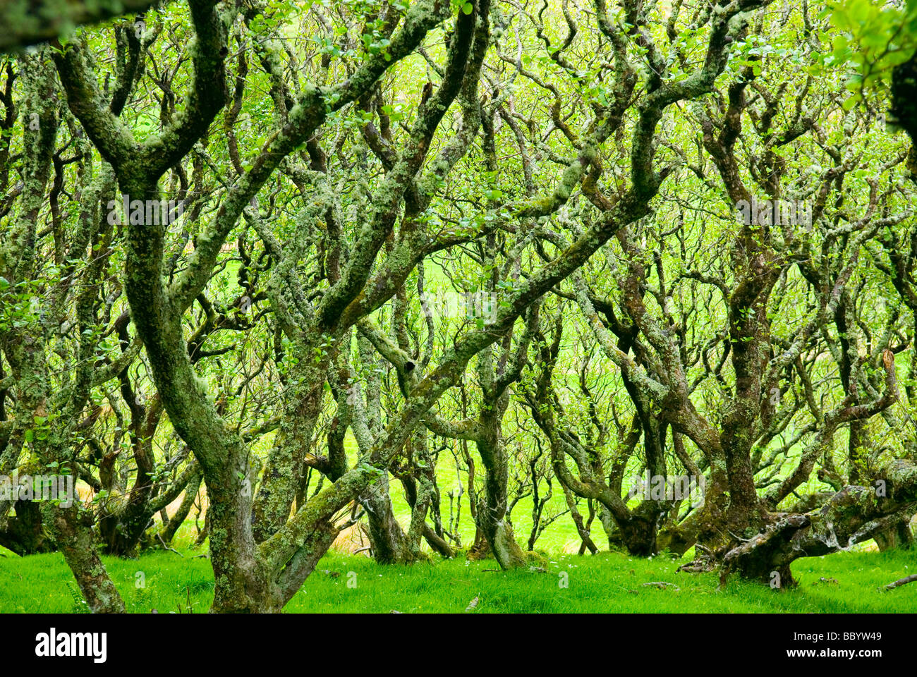 Birch forest on the Isle of Skye Scotland Stock Photo - Alamy