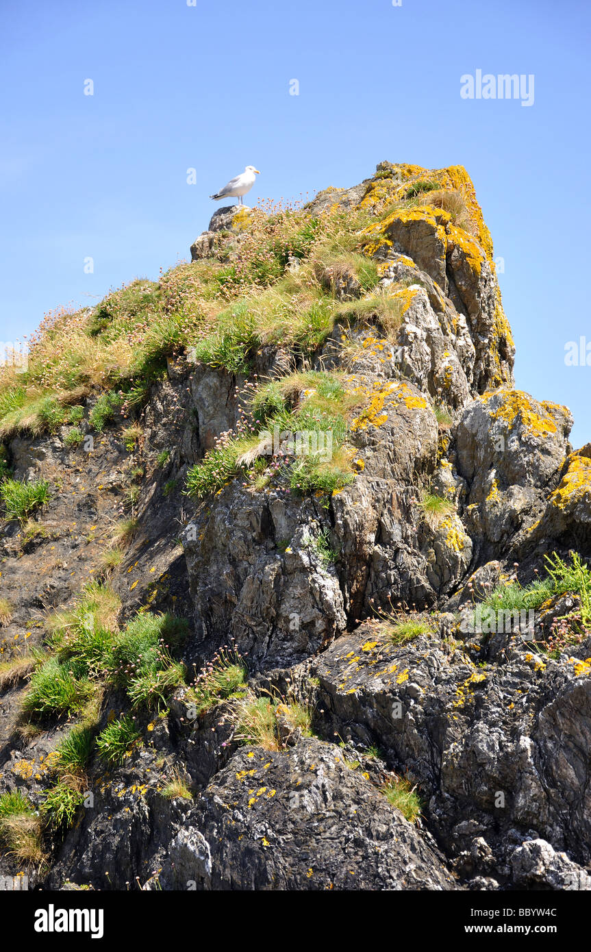 Seagull on rock by harbour, Mevagissey, Cornwall, England, United ...