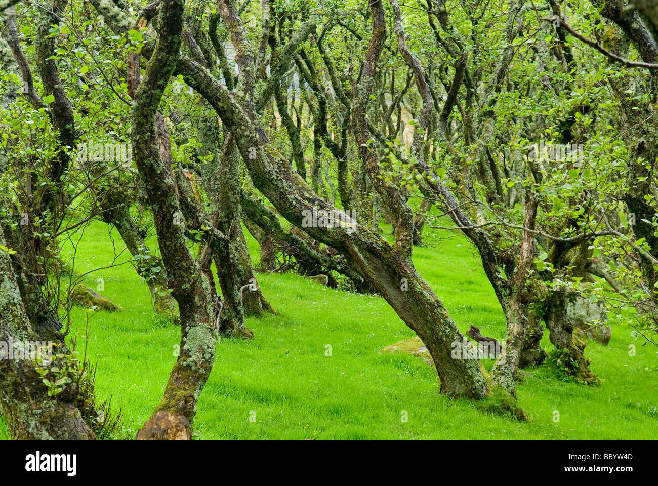 Birch forest on the Isle of Skye Scotland Stock Photo - Alamy