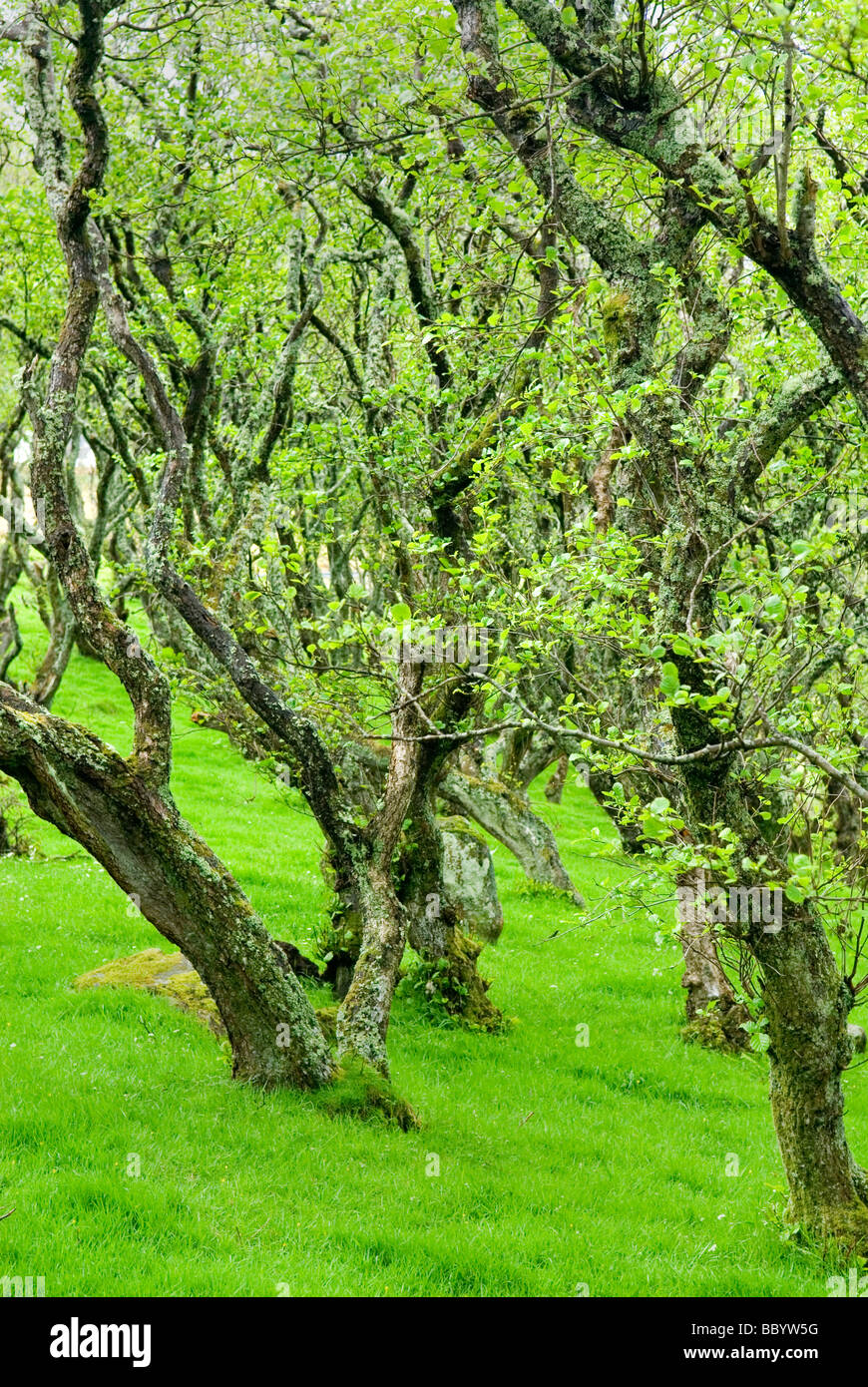 Birch forest on the Isle of Skye Scotland Stock Photo - Alamy