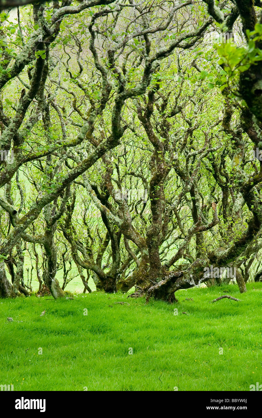 Birch forest on the Isle of Skye Scotland Stock Photo - Alamy