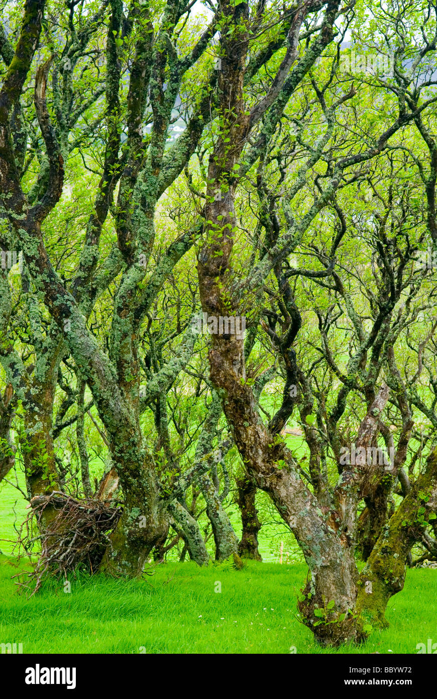 Birch forest on the Isle of Skye Scotland Stock Photo - Alamy