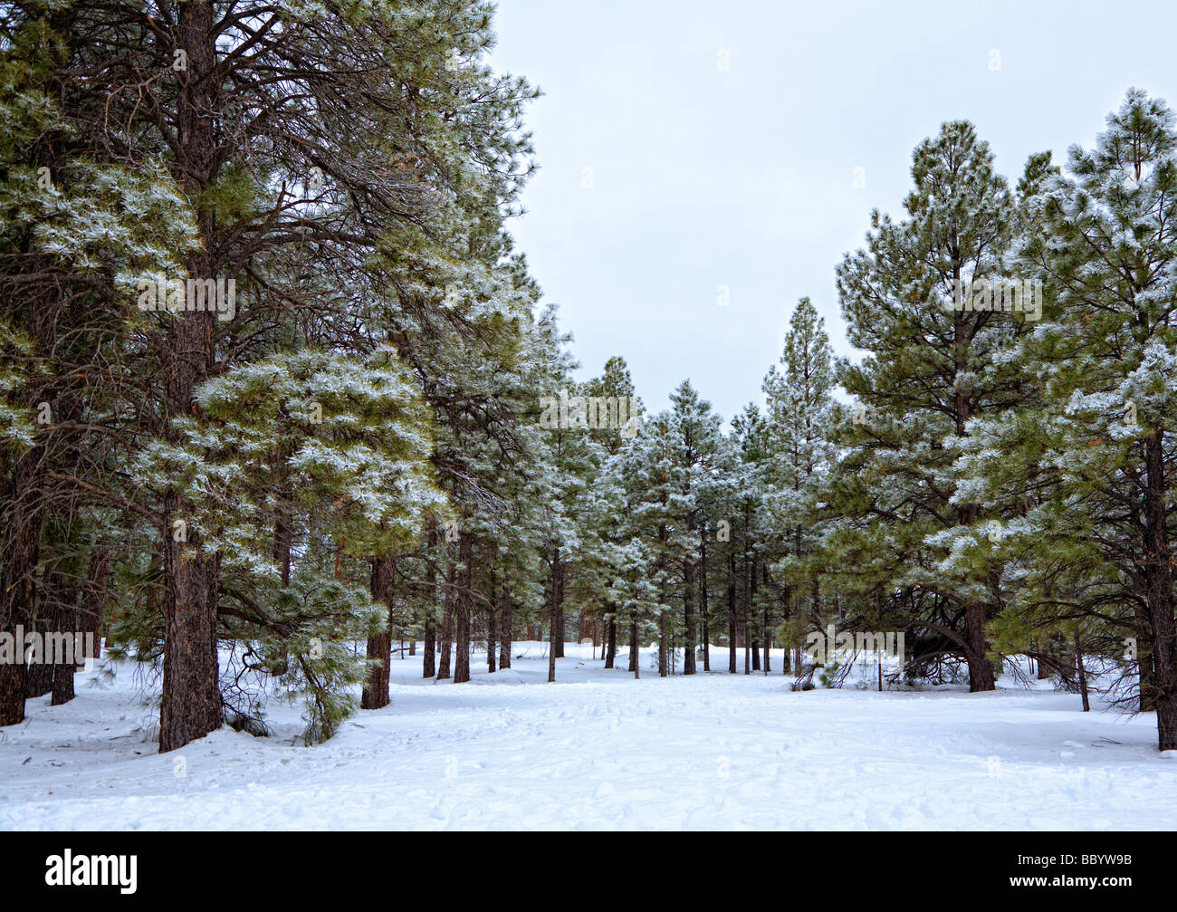 Grey winter storm hi-res stock photography and images - Alamy