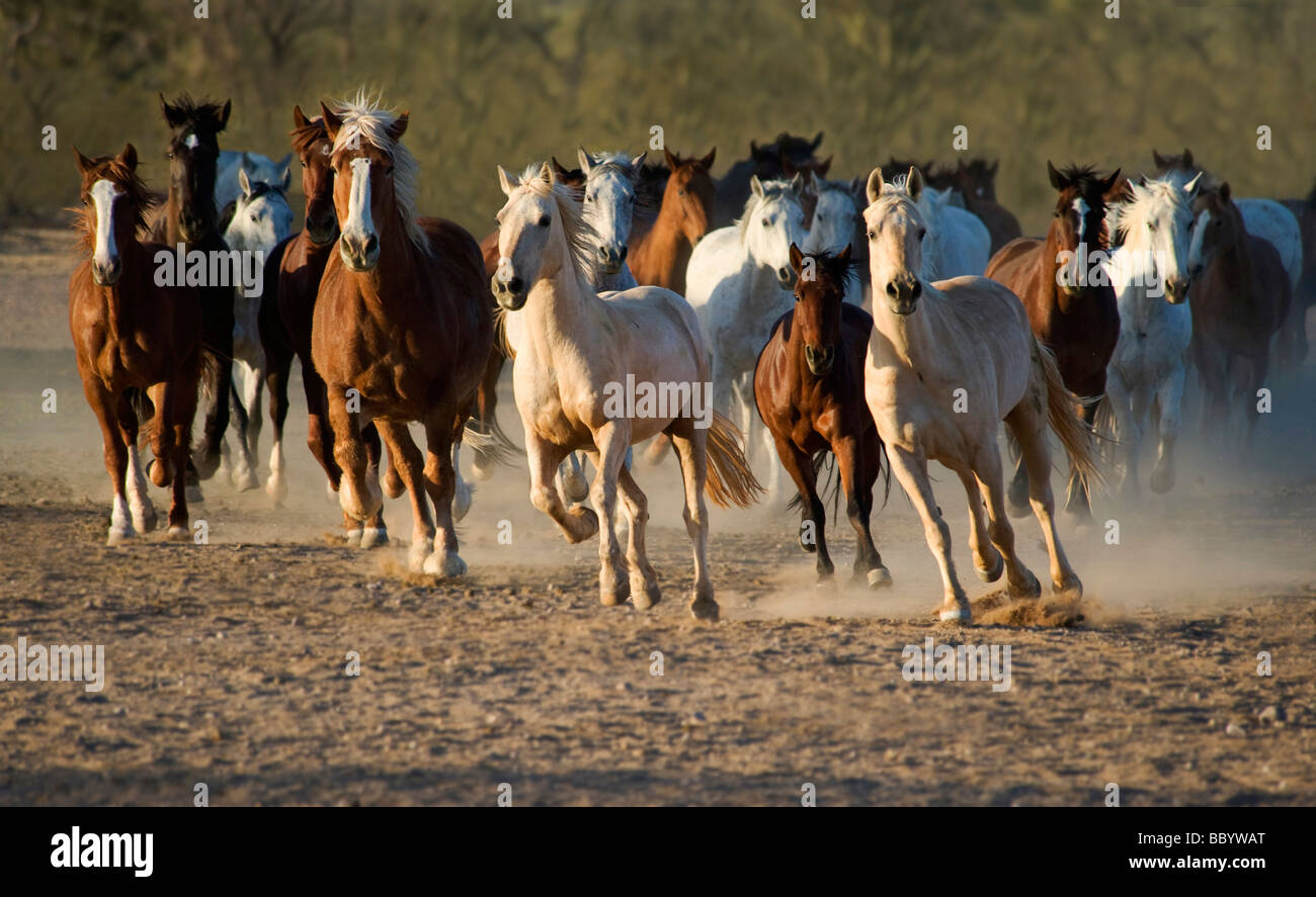 Pictures Of Running Horses