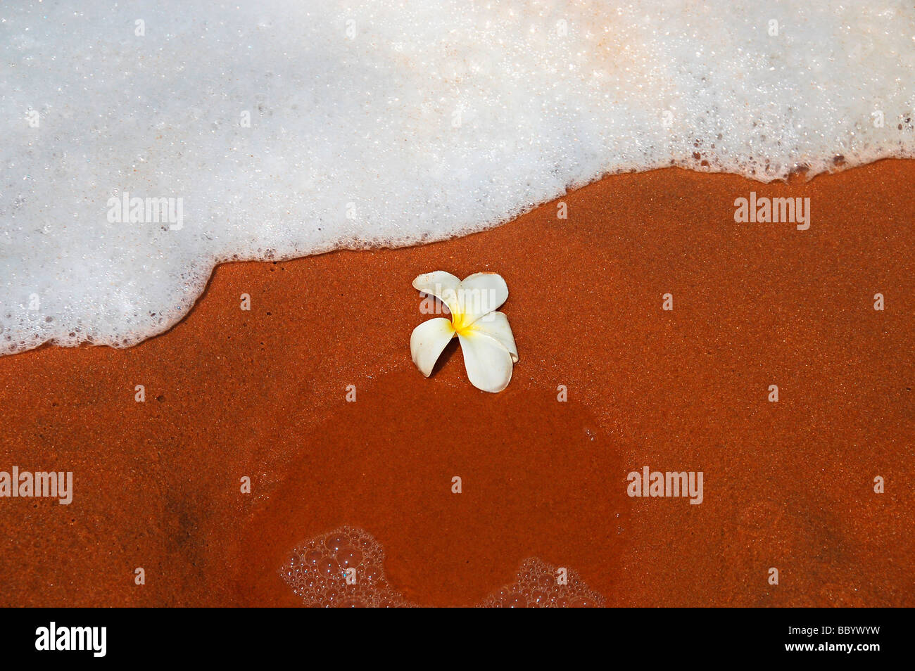 flower and surf Stock Photo - Alamy