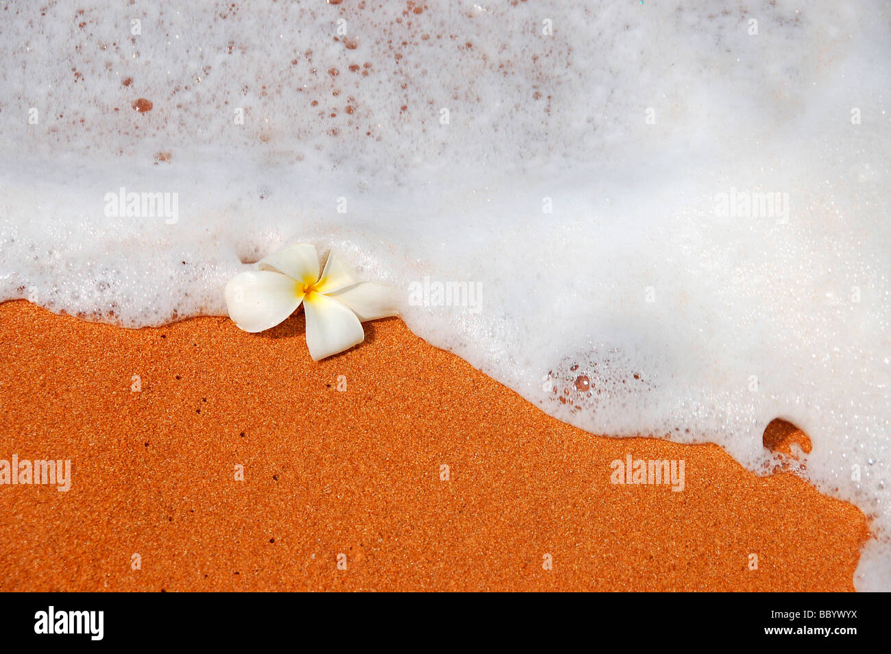 flower and surf Stock Photo - Alamy