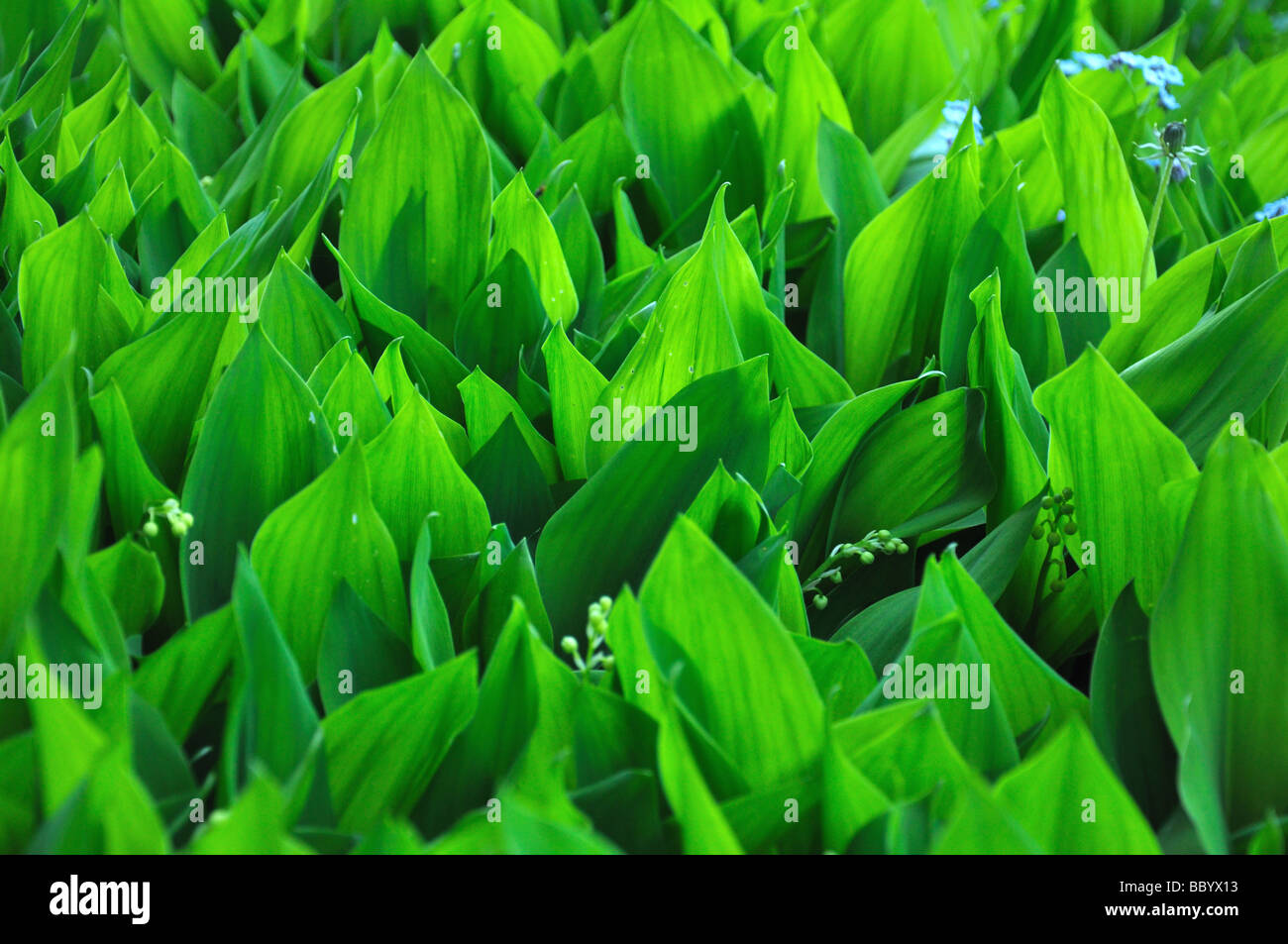 Wild lilly hi-res stock photography and images - Alamy
