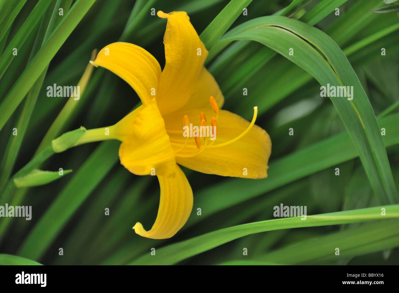 The closeup view of the single yellow lilly at the green leaves ...