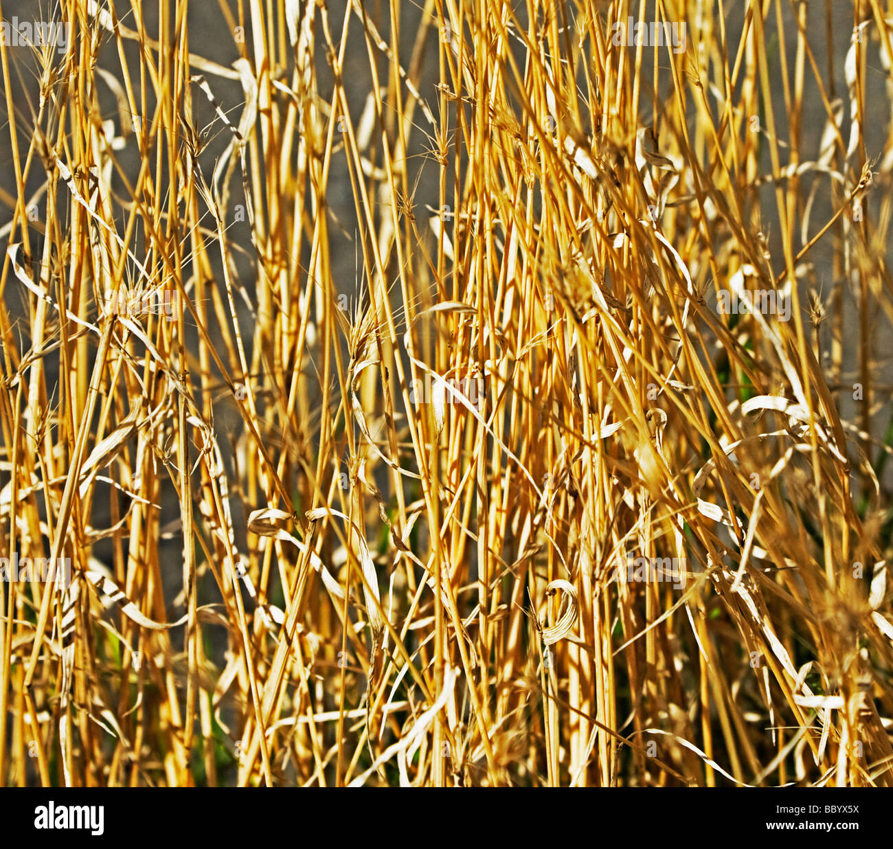 dying overgrown grass Stock Photo - Alamy