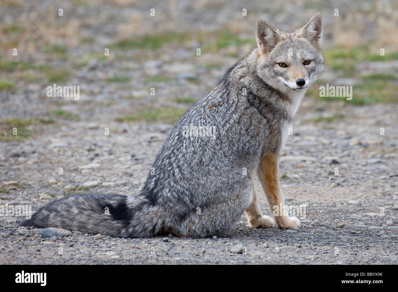Colpeo Fox or Gray Fox in Torres Del Paine National Park, Chile Stock ...