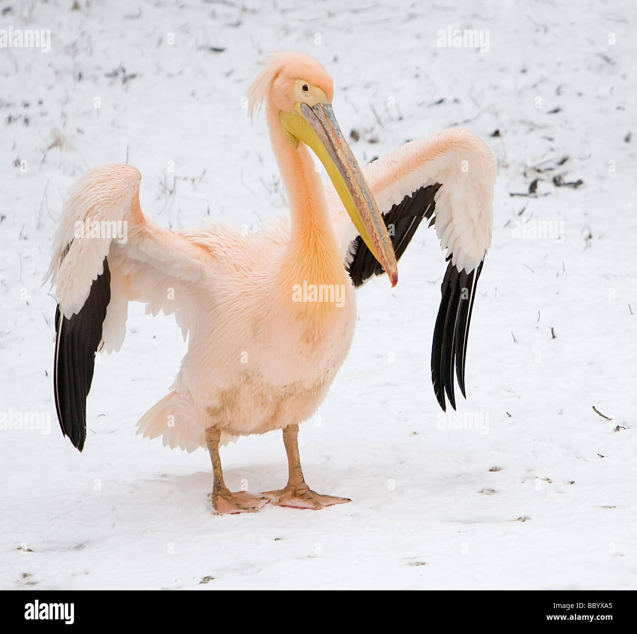 pink pelican on snow has spread wings for flying up Stock Photo - Alamy