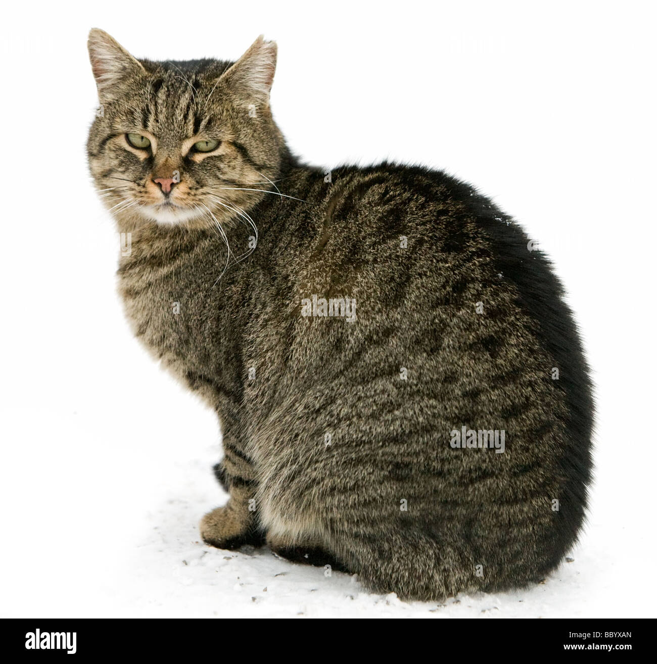 Striped cat hi-res stock photography and images - Alamy