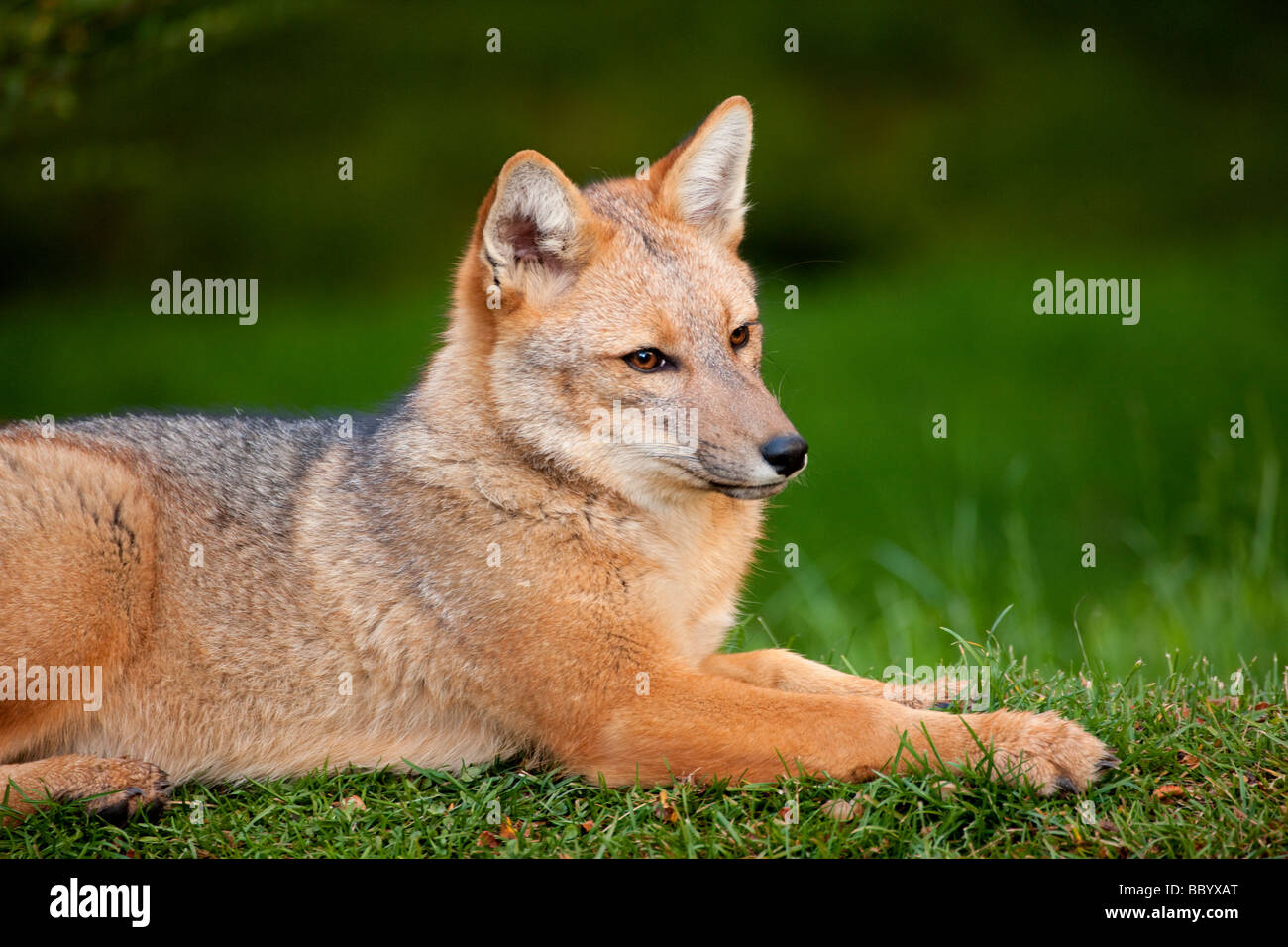 Red Fox Female in Torres del Paine National Park, Chile Stock Photo - Alamy