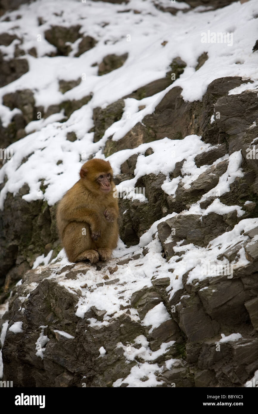 Monkey rock hi-res stock photography and images - Alamy