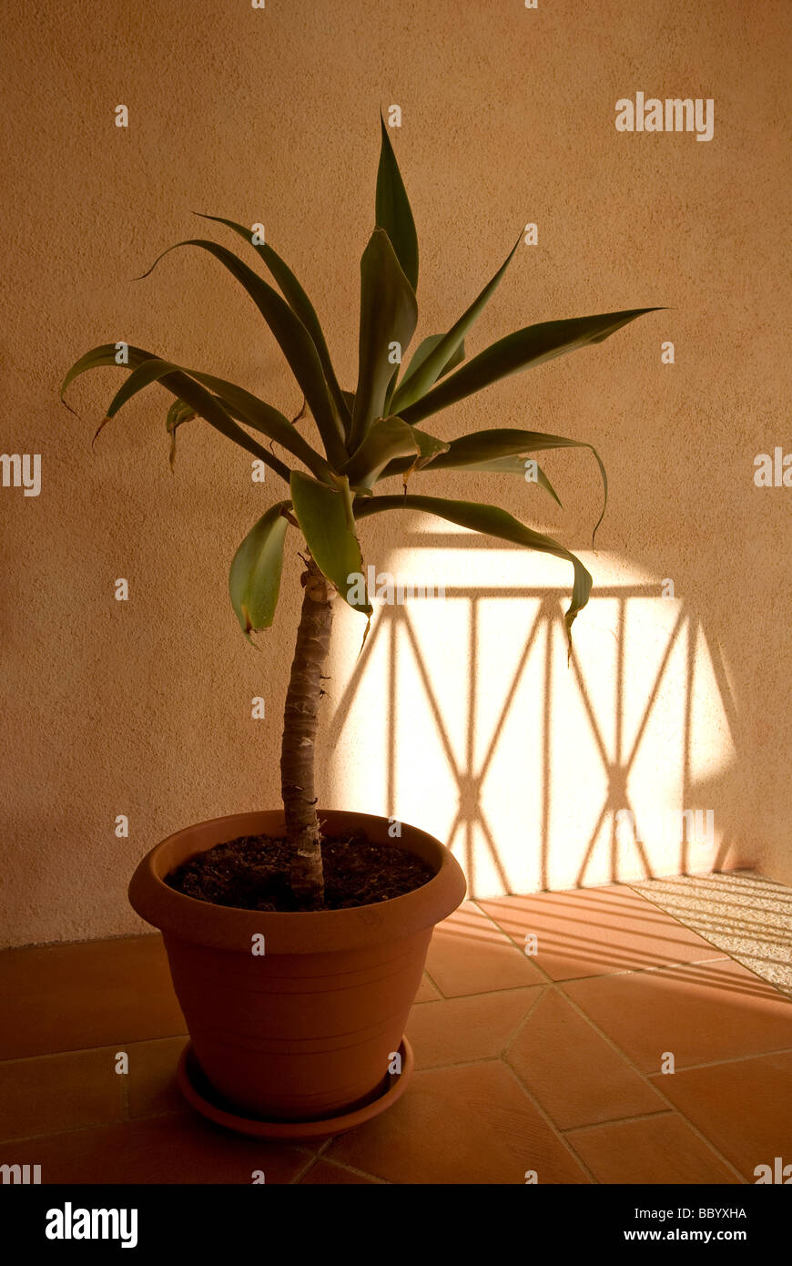 Yukka hi-res stock photography and images - Alamy