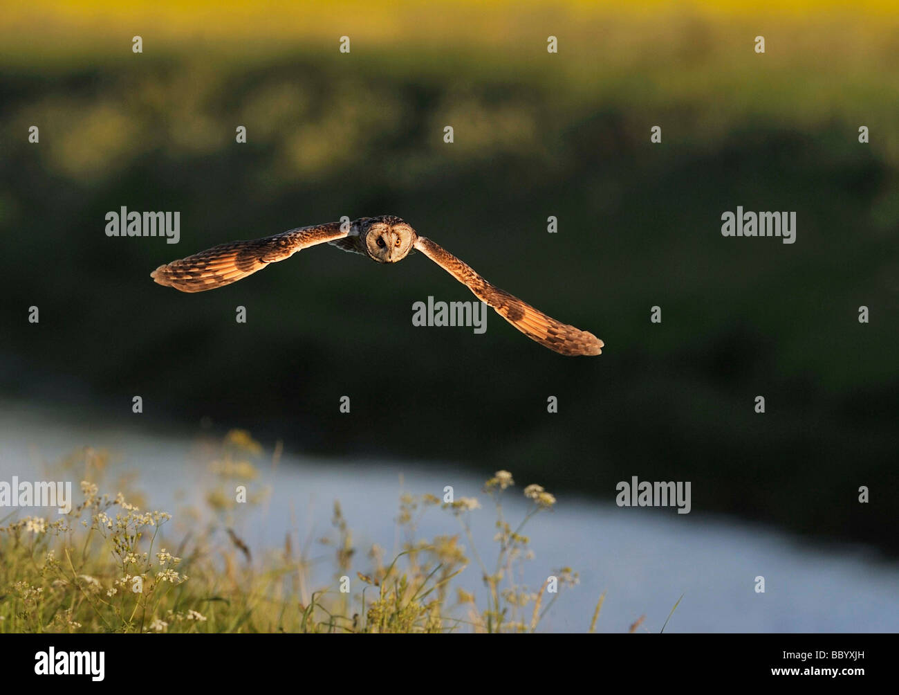 Buho campestre hi-res stock photography and images - Alamy