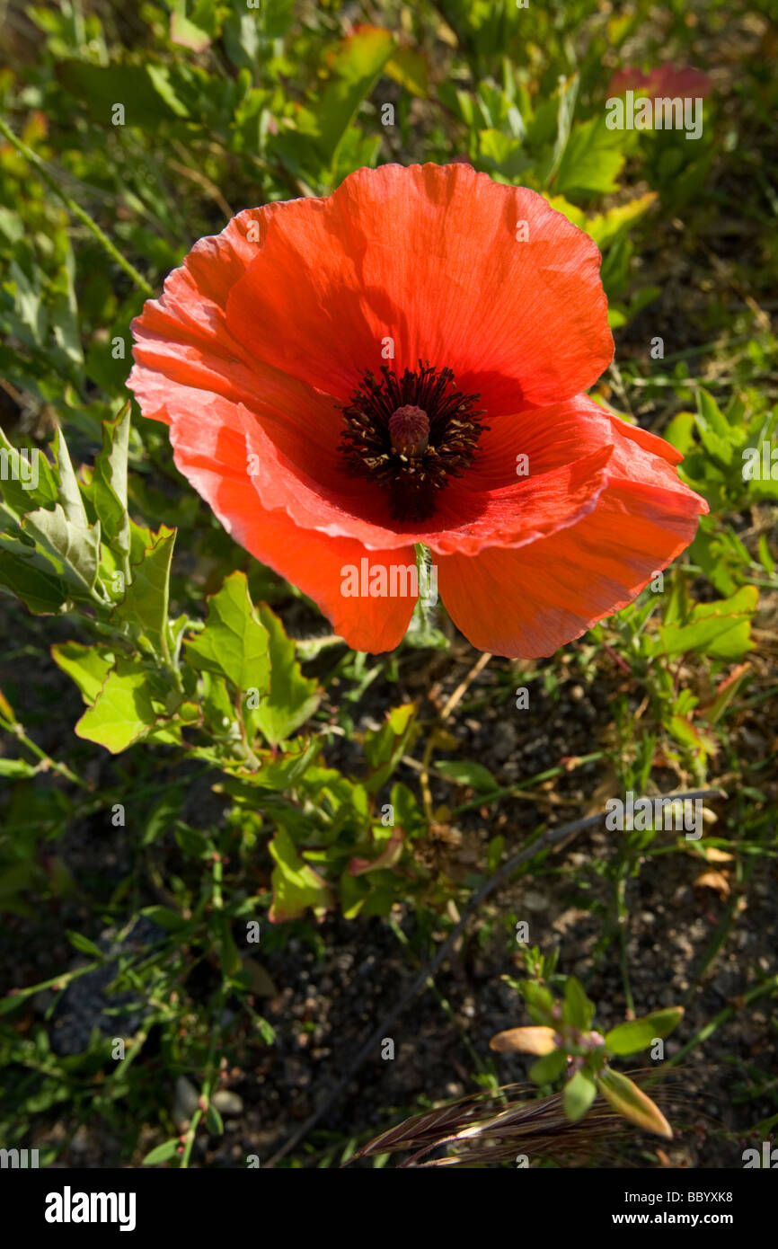 A Poppy flower, Sardinia, Italy Stock Photo - Alamy