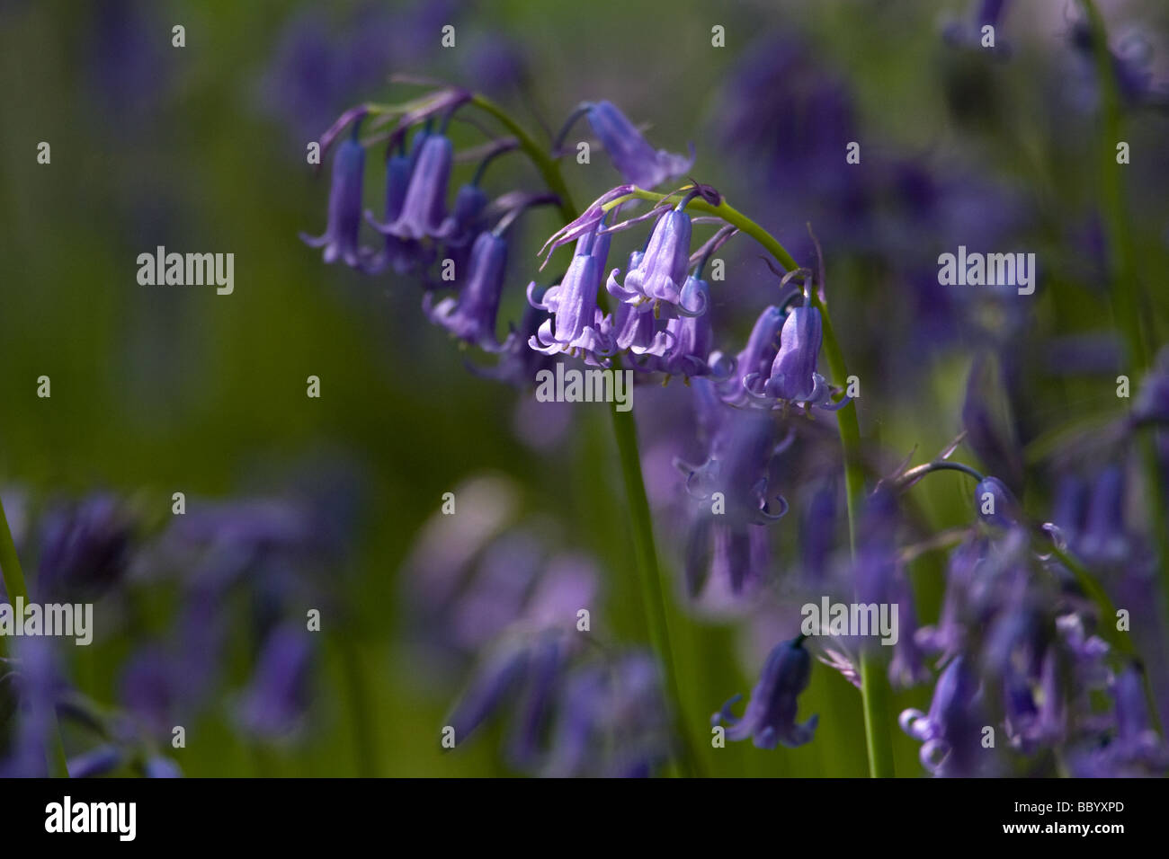 Bell acres hi-res stock photography and images - Alamy