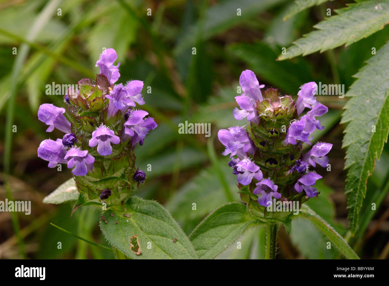 Self heal Prunella vulgaris Lamiaceae UK Stock Photo - Alamy