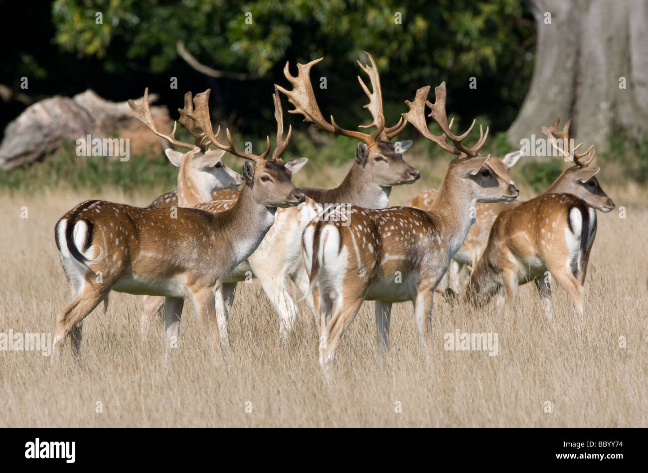 Group fallow deer stags standing in grassland Stock Photo - Alamy