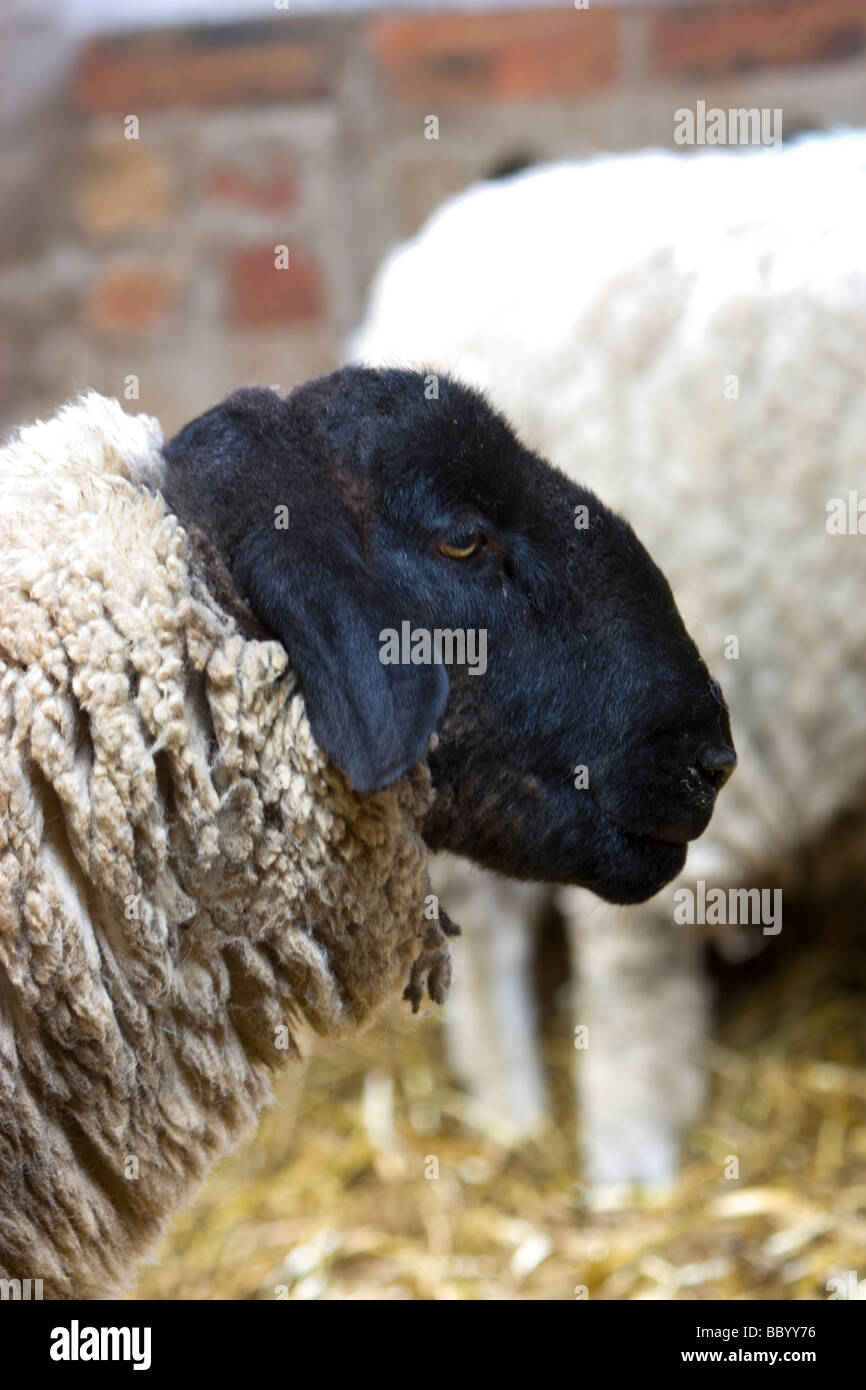 Rare breed sheep hi-res stock photography and images - Alamy