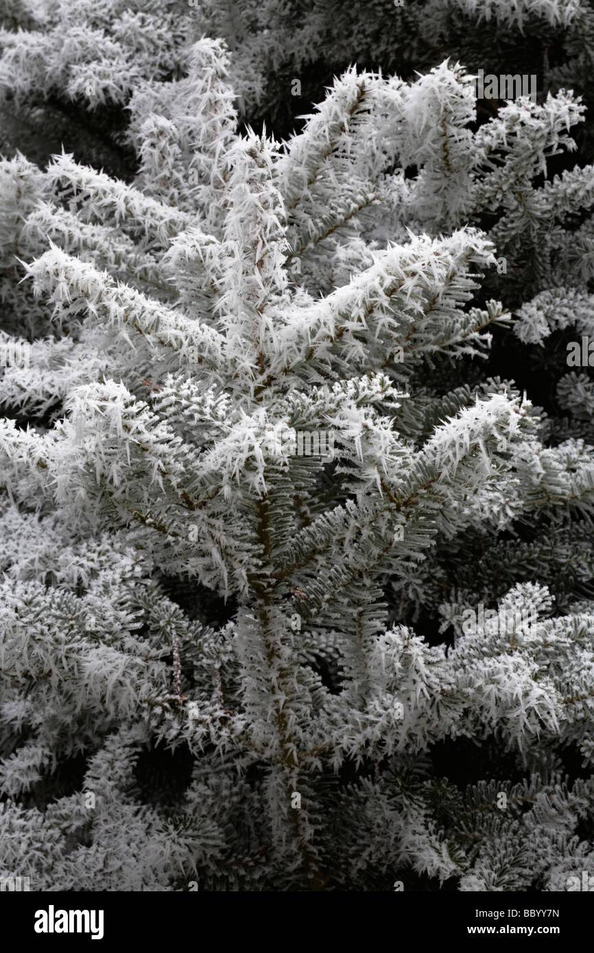 Hoar Frost hanging on the neeedles on Korean Pine. Nidderdale, North ...