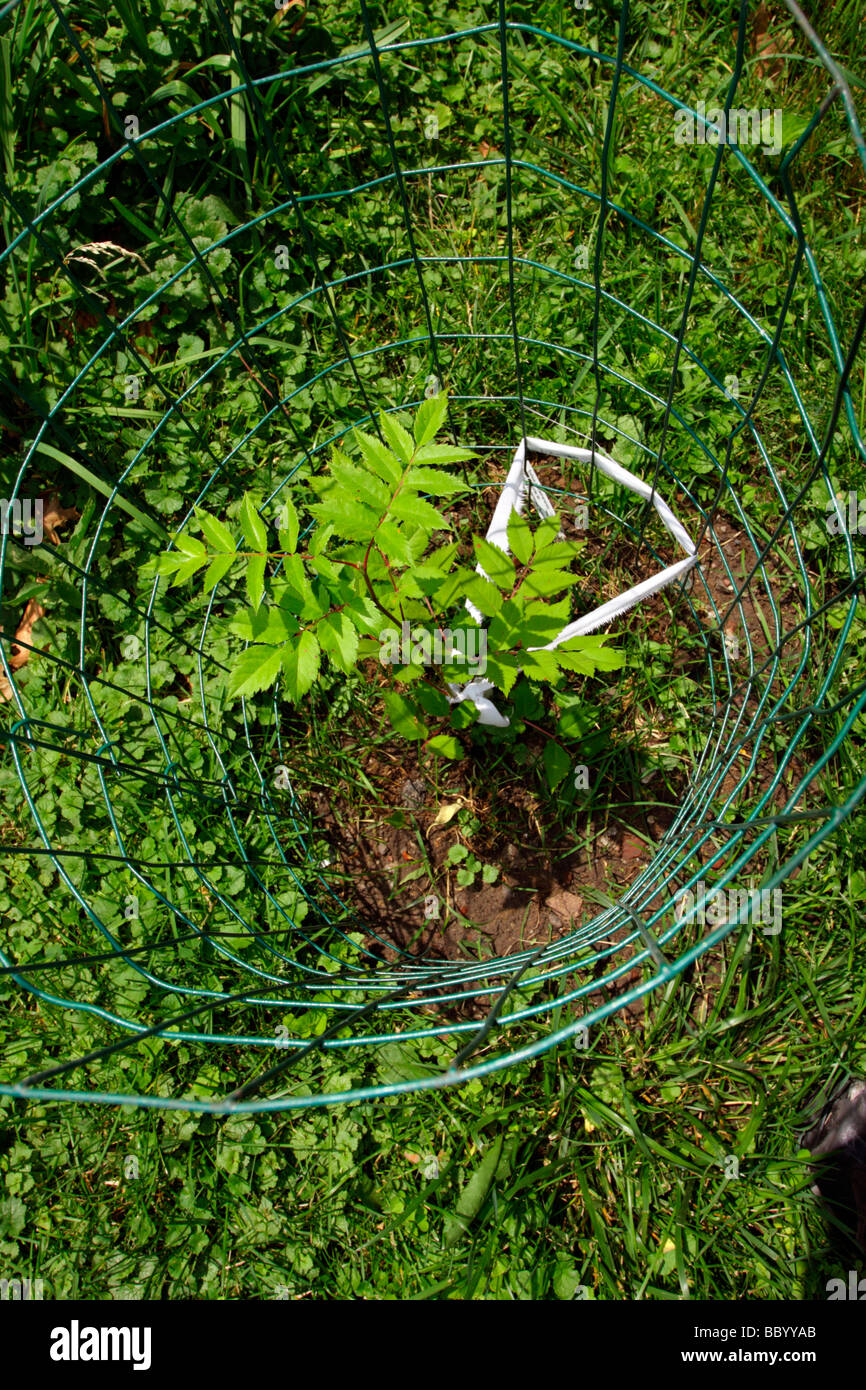 Kentucky Coffee Tree Seedling in rabbitproofed cage Stock Photo - Alamy
