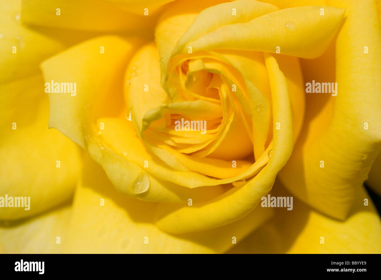 Curled back petals hi-res stock photography and images - Alamy
