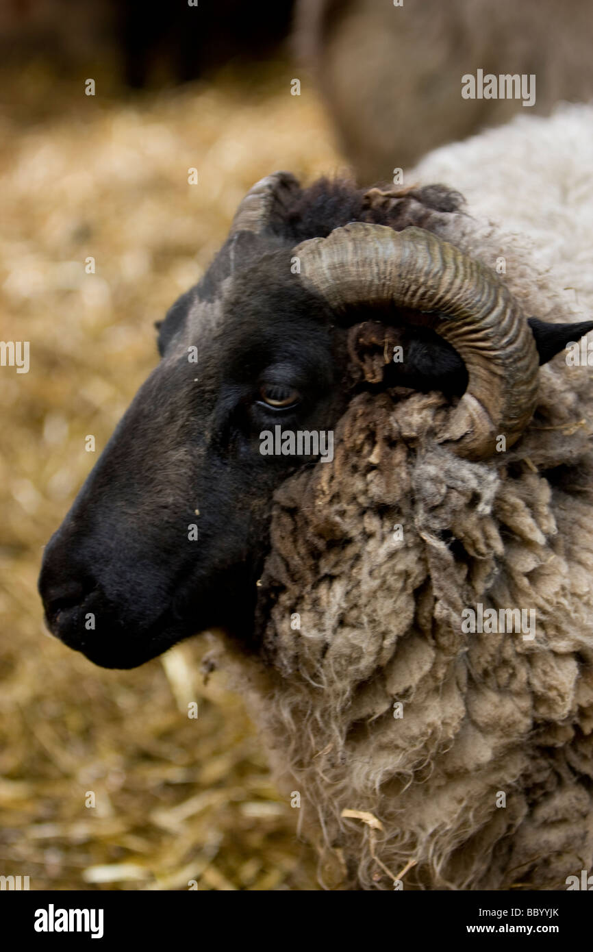 Rare breed sheep hi-res stock photography and images - Alamy