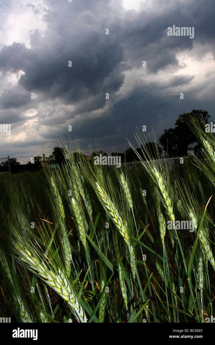 Waving grain hi-res stock photography and images - Alamy