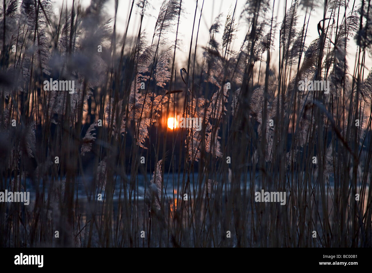 Sunset and frozen pond behind reed thicket Stock Photo - Alamy
