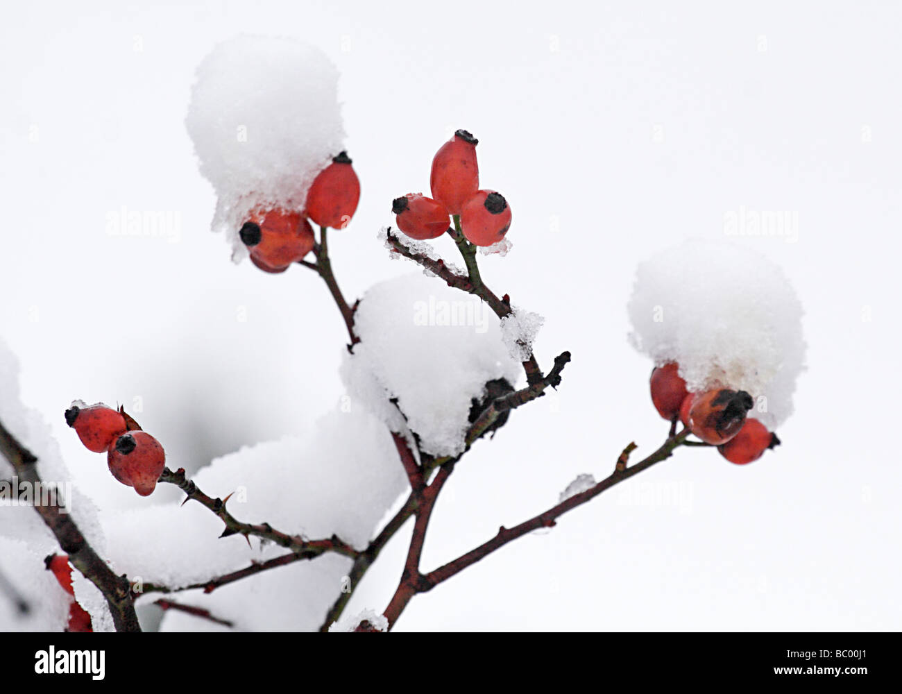 Close-up of some snow-topped red rose hips Stock Photo - Alamy