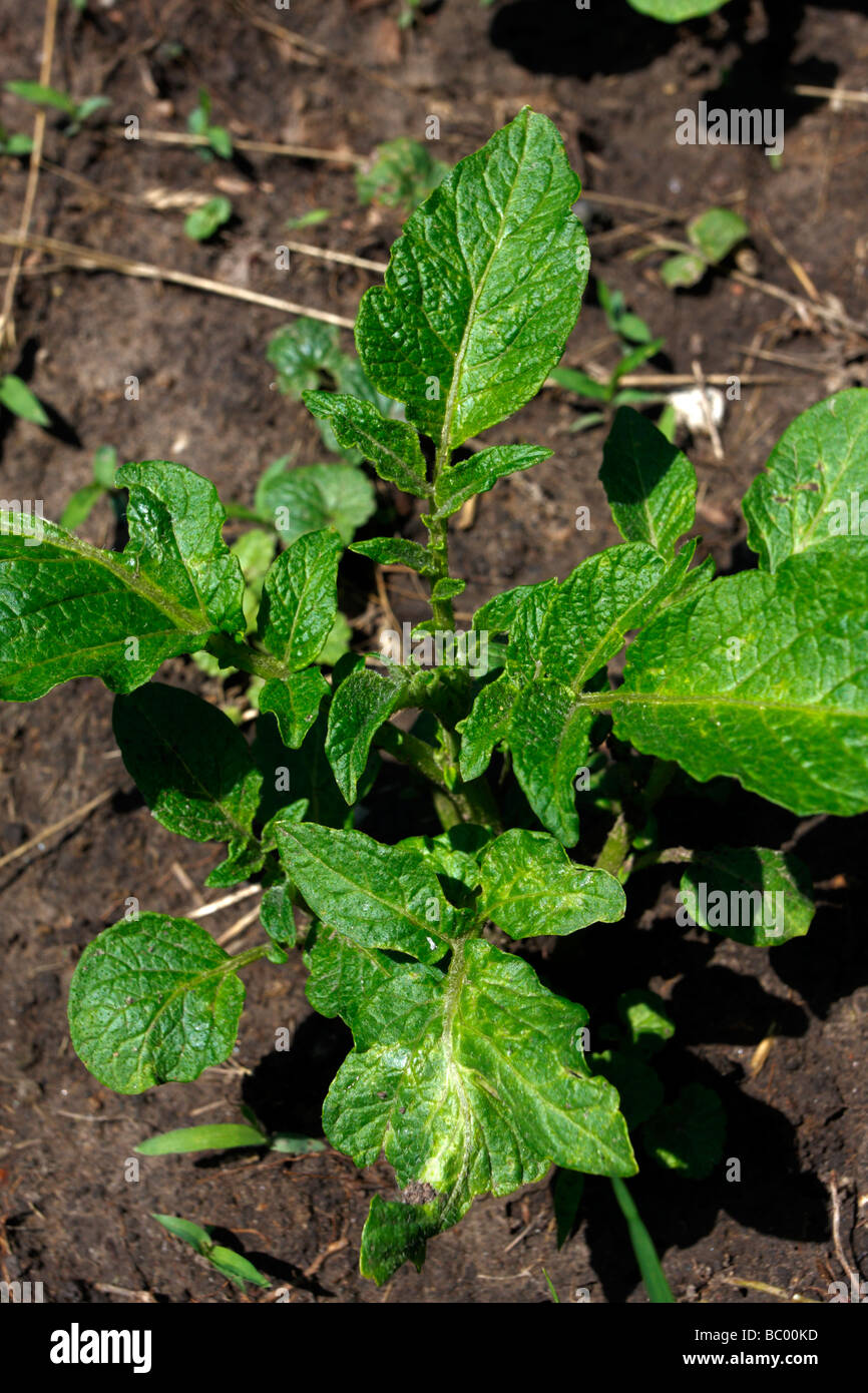 Irish cobbler potato hi-res stock photography and images - Alamy