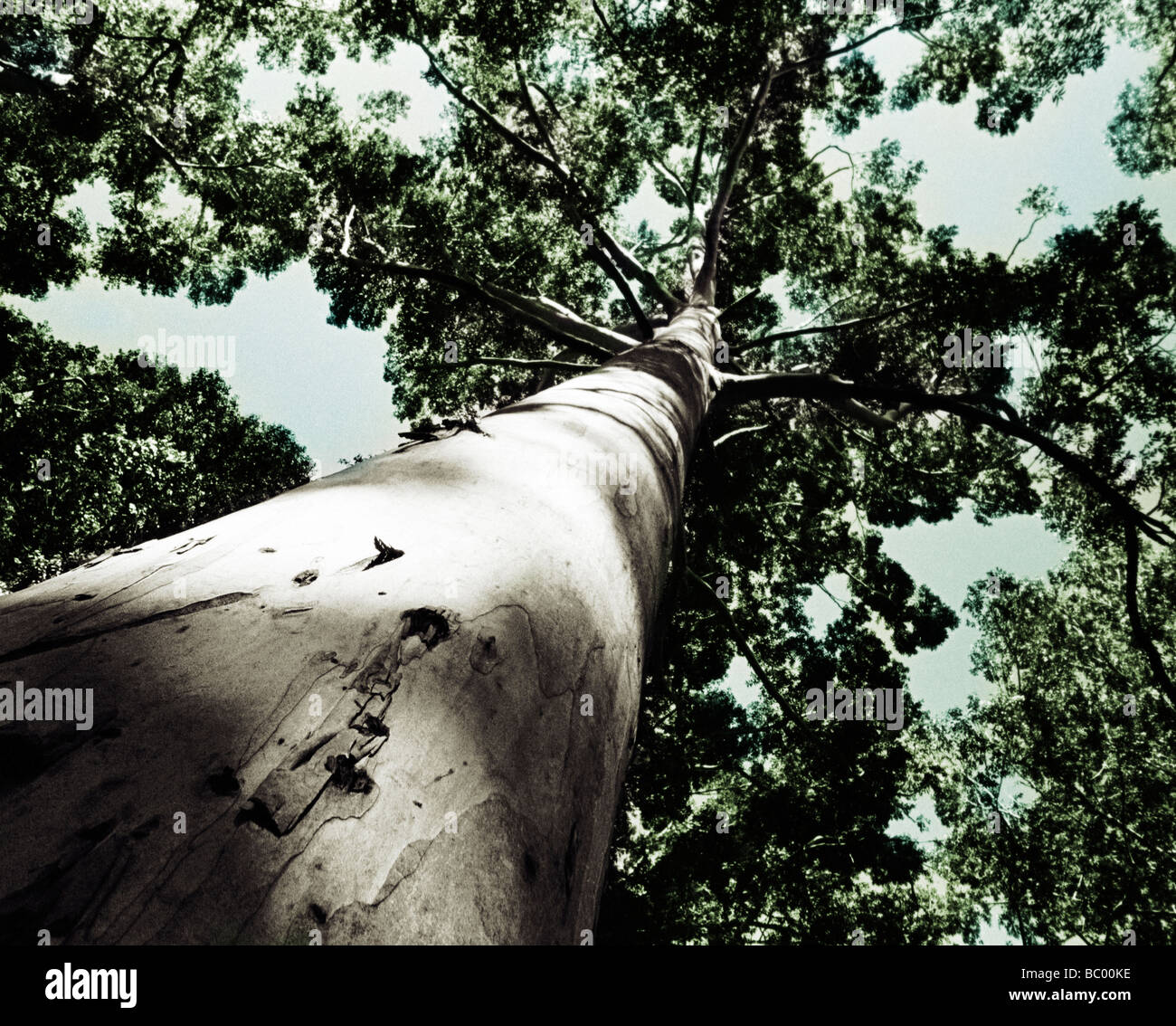 Shining crown hi-res stock photography and images - Alamy