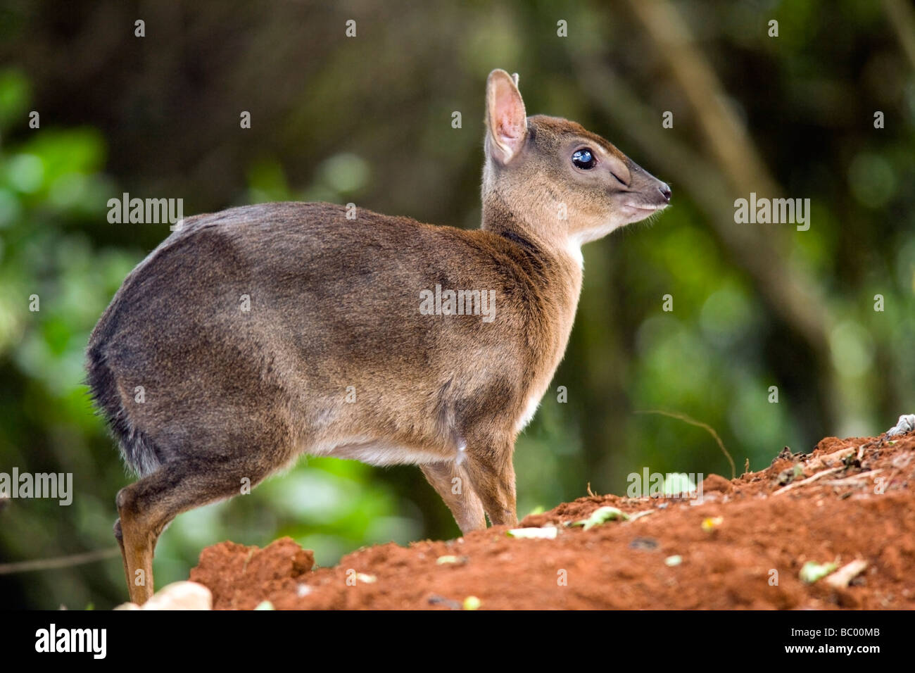 Suni - Aberdares National Park, Kenya Stock Photo - Alamy