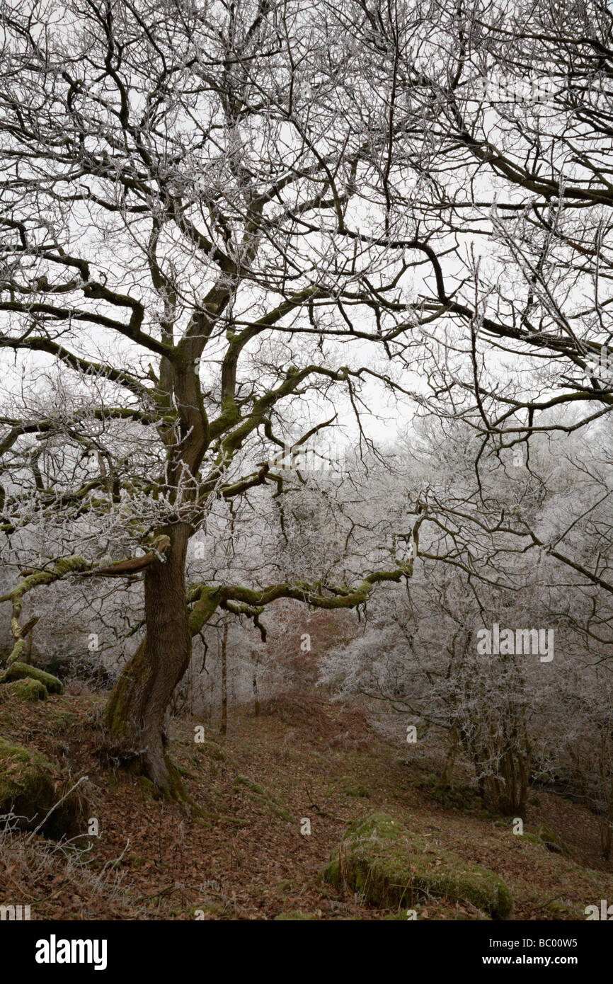 Hoar Frost on Ancient Oak woodland. Nidderdale, North Yorkshire Stock ...