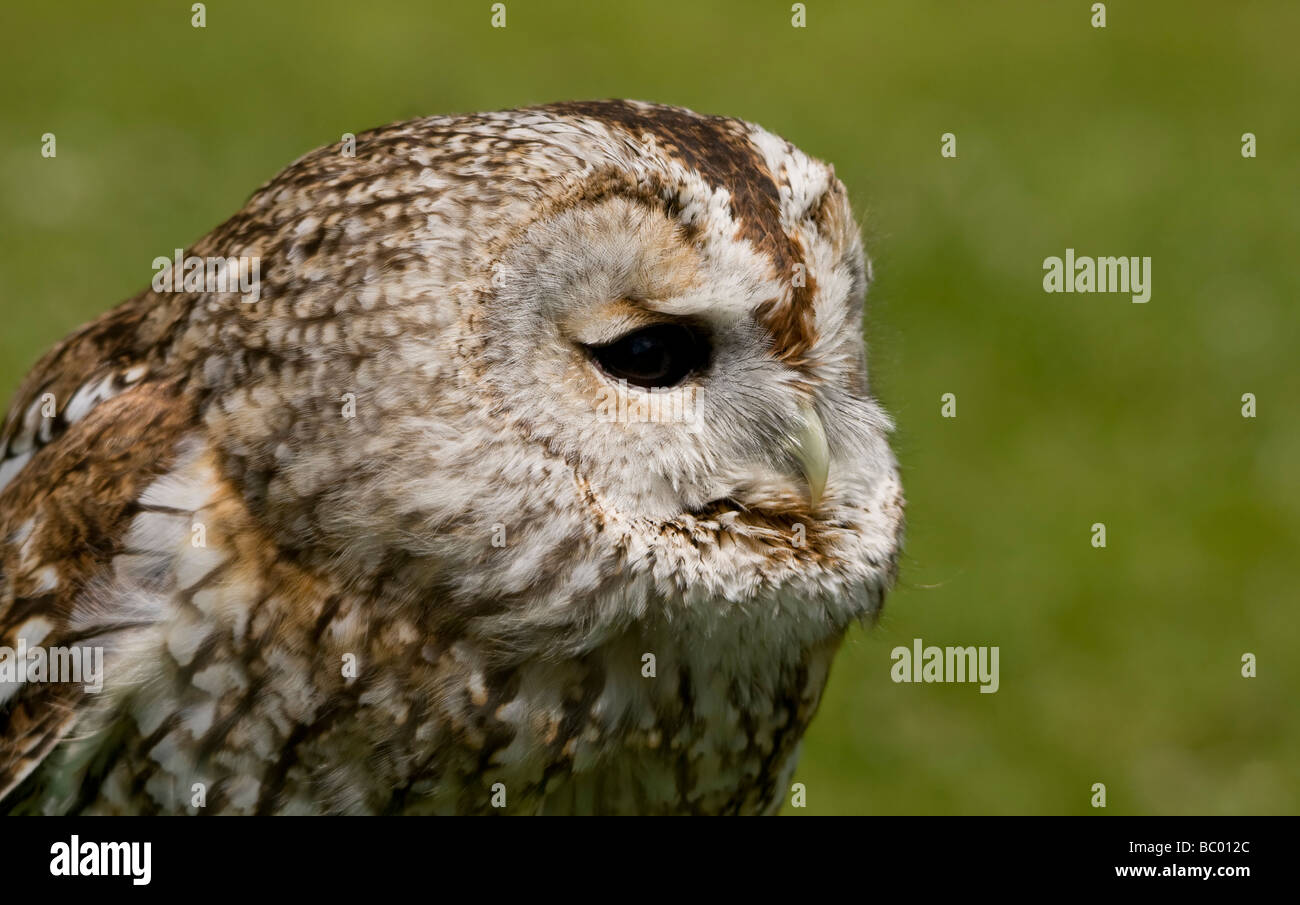 Tawny Owl (Strix aluco Stock Photo - Alamy