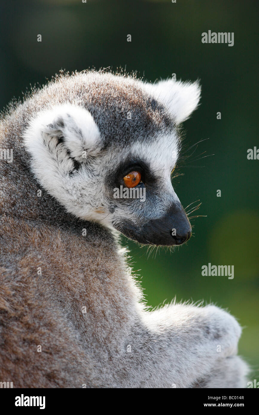 Ring tailed lemur portrait Lemur catta Stock Photo - Alamy