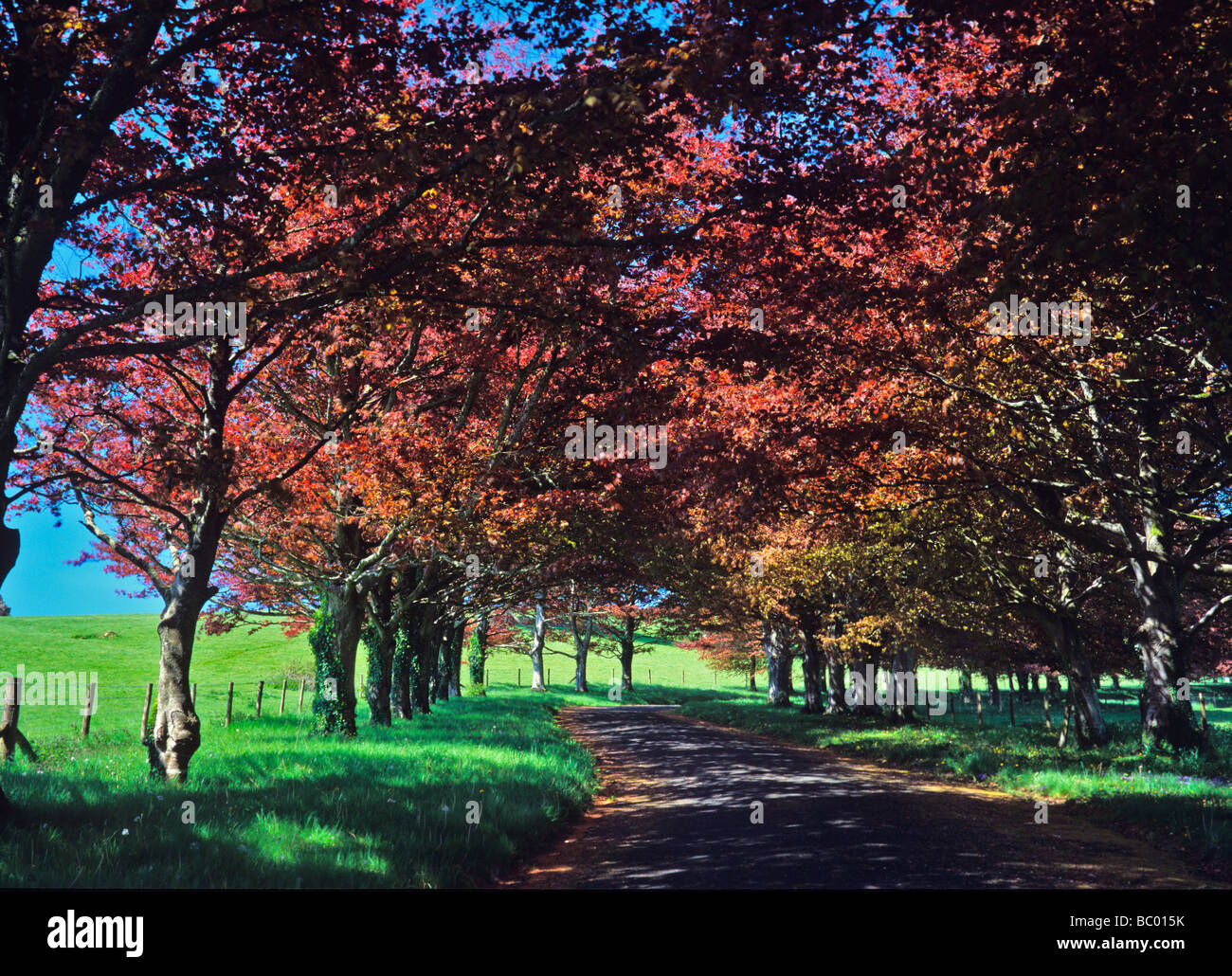 Trees in autumn colours in the English countryside Stock Photo - Alamy
